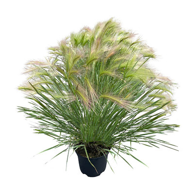 芒颖大麦草种子Foxtailbarley