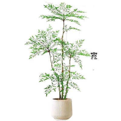 造型南天竹客厅沙发边盆栽大型绿植物办公室内旺宅真花大号禄植