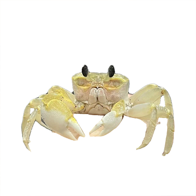 小沙蟹雨刮器宠物蟹活体中华沙蟹