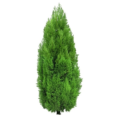 专售大松柏带大土球包活