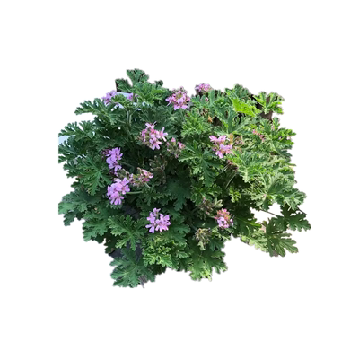 夏季防蚊子效果好避蚊草驱蚊植物