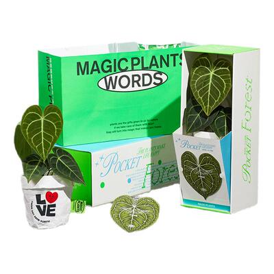 进口热植克莱恩花烛创意盆栽礼盒