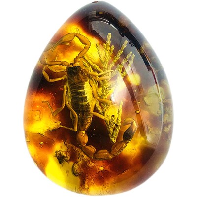 昆虫琥珀蜘蛛项链吊坠知了儿童