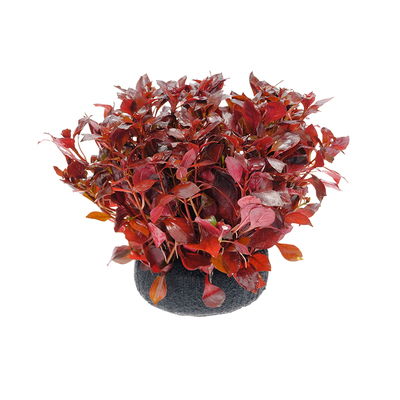 小鱼缸水草植物后景定植真草火山石造景蜈蚣草绿菊增氧净水质套餐