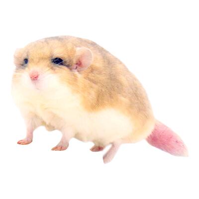 网红通心粉鼠萌宠活物北非肥沙鼠