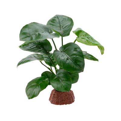 鱼缸淡水活体植物套餐无土装饰