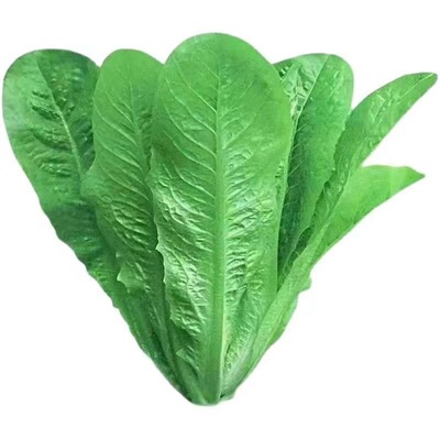 孔雀菜种籽生吃直立沙拉生菜菜籽家庭菜园露地播种阳台盆栽蔬菜