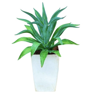 庭院景观耐热沙生植物造景翡翠盘