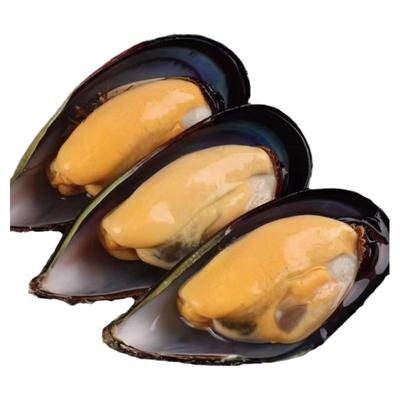 野生青口贝鲜活海虹淡菜