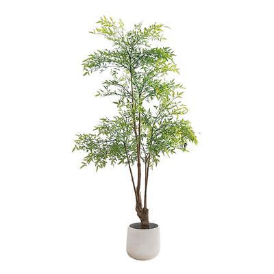 南天竹真树盆栽客厅大型高级感绿植造型老桩办公室内四季好养植物