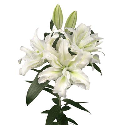 虹越百合进口对版易养种球多品种