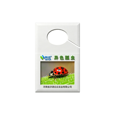 科云异色瓢虫防治蚜虫天敌活体昆虫瓢虫花卉蔬菜农林园艺生物