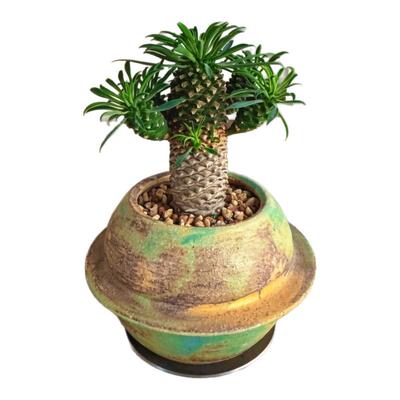铁甲麒麟好养耐旱高级感绿植盆栽