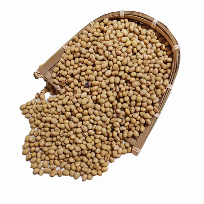 四川农家自种土黄豆非转基因椭圆黑脐笨黄豆子磨豆浆豆花豆芽杂粮