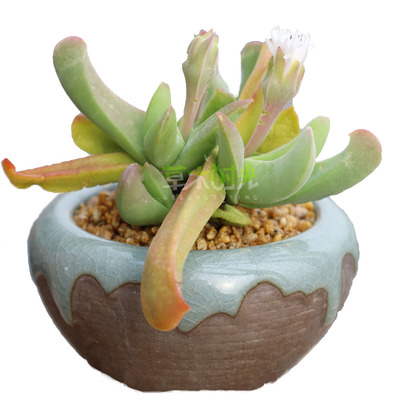 弯钩虾钳开花多肉植物好养