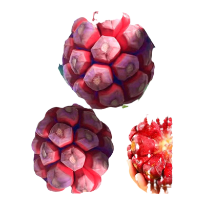 黑老虎树苗布福娜恶魔果好养