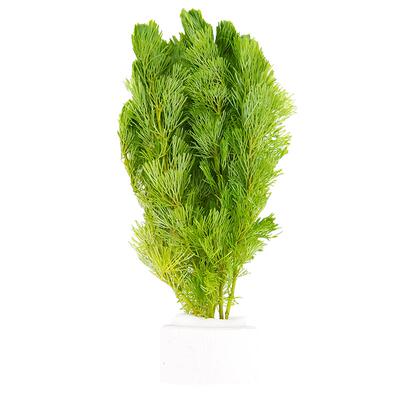 绿菊花活体真水草鱼缸阴性淡水