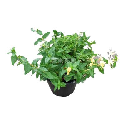 四季金银花盆栽京九红爬藤植物