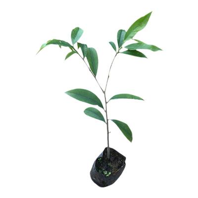 正宗无患子树苗中药植物镇宅