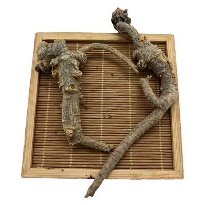 云南文山深山采挖野生三七