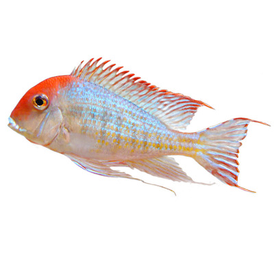 红珍珠关刀月亮宝石关刀龙缸配鱼