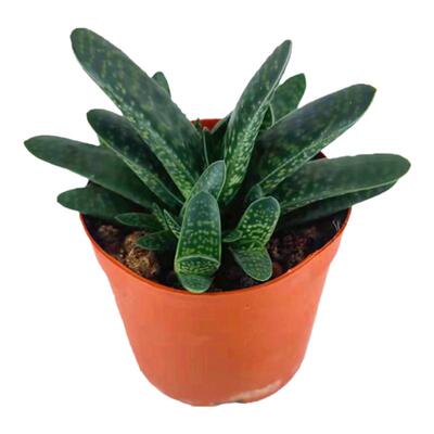 桌面多肉植物非常容易多肉