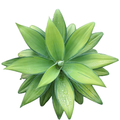狐尾龙舌兰植物盆栽庭院初绿