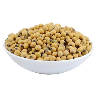 （俺爹娘坚持种的）老品种椭圆形打豆浆专用黄豆本土黑肚脐小黄豆