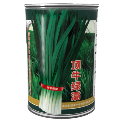 顶牛绿灞韭菜种子优质不休眠大棚露地韭菜籽抗寒抗病韭菜种籽