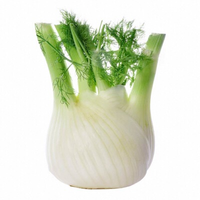 味更浓球茎茴香苗秧四季割茬茴香种子重复采收速生阳台盆栽带土球