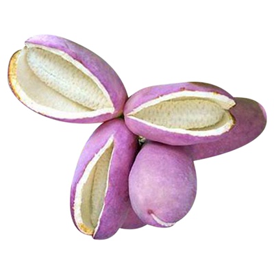 八月瓜果苗九月炸虹越观叶可食用