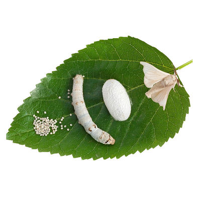 蚕宝宝食用桑叶新鲜蚕叶现摘500g