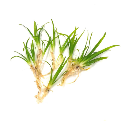 中后景水草水草小水兰