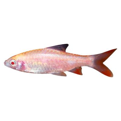 白子绿荧光鲫鱼改良红尾荧光鲫