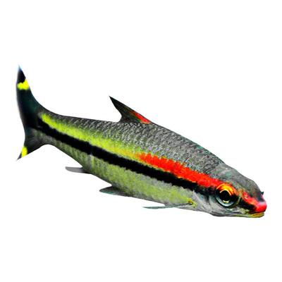 除藻一眉群游宠物除藻观赏鱼