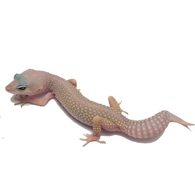 宠维奥爬宠蜥蜴懒人易养