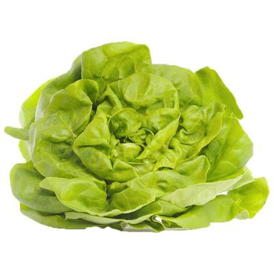 奶油生菜500g嫩叶菜