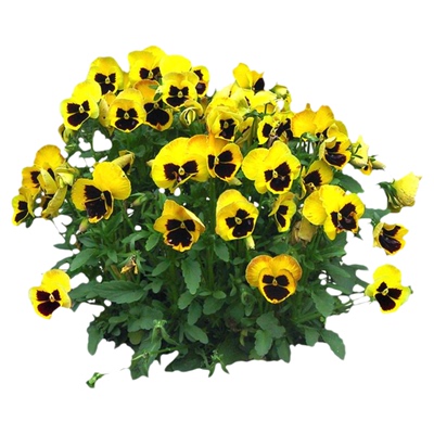 三色堇种子四季易种夏花花种室内阳台庭院盆栽花籽