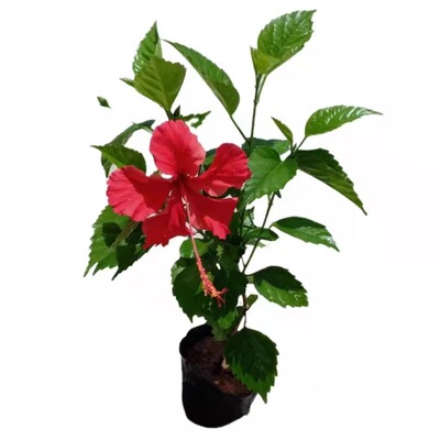 朱槿花扶桑花苗盆栽开花阳台庭院长舌花木槿大红花扶桑花树苗