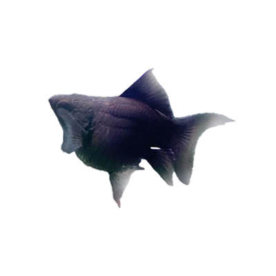 原生自然玛丽鱼小型怀孕繁殖鱼