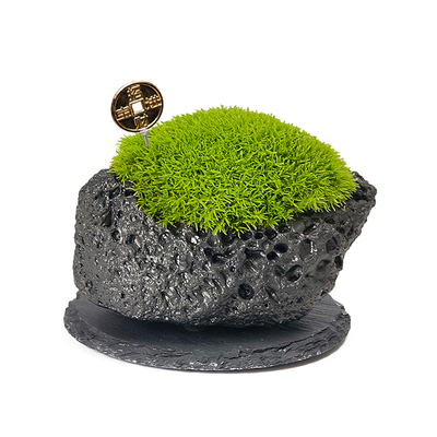 植物杀手苔藓高级小众调性