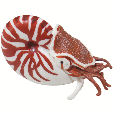 远古海洋生物鹦鹉螺菊石模型玩具