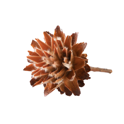 羽毛菊进口天然植物拍摄干花手工