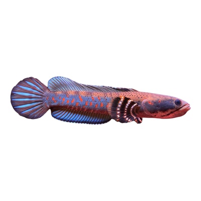 幻彩红宝石雷龙中型雷龙好养易活