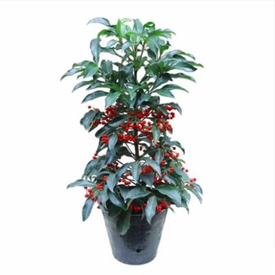 金玉满堂富贵籽带果更好看绿植