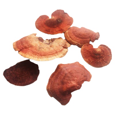 牛樟芝雪灵芝朱砂菌红云芝枫树菌