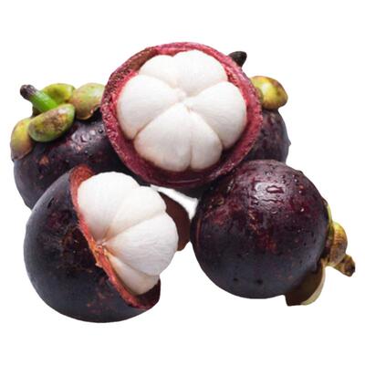 泰国无籽山竹苗黄金岭南山竹树苗四季常绿房前屋后盆地栽苗