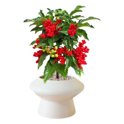 雨装载果子绿植客厅招财好养