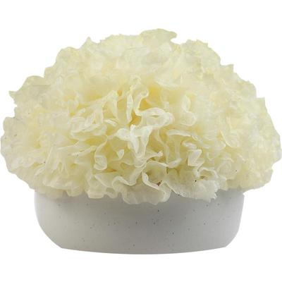 新鲜银耳6朵盒装易煮软糯出胶