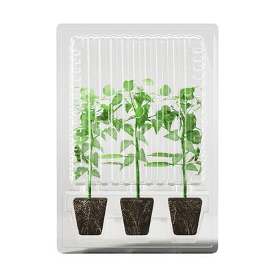 史丹利精选优质西葫芦苗